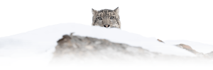 What We Do - Snow Leopard Conservancy