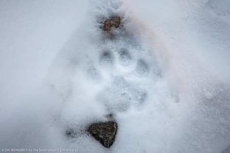 Jak Wonderly's Snow Leopard Expedition - Snow Leopard Conservancy