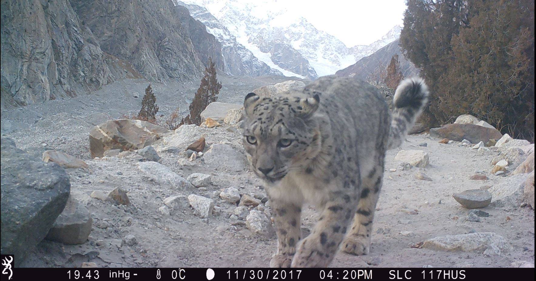 Celebrating 15-Years Partnership With Project Snow Leopard in Pakistan ...