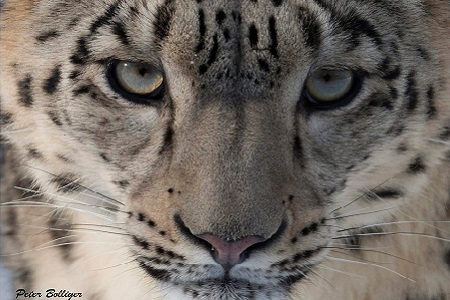 Job Announcement - Snow Leopard Conservancy