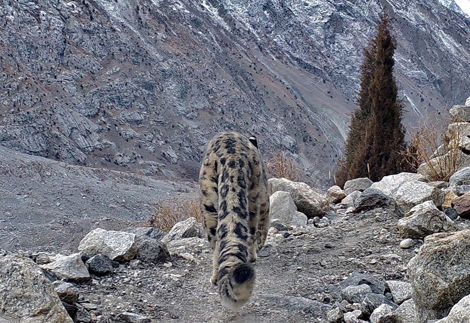 Using Camera Trap Technology to Monitor Snow Leopards - Snow Leopard