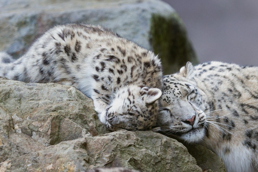 Notes from the Field - Annapurna Nepal - Snow Leopard