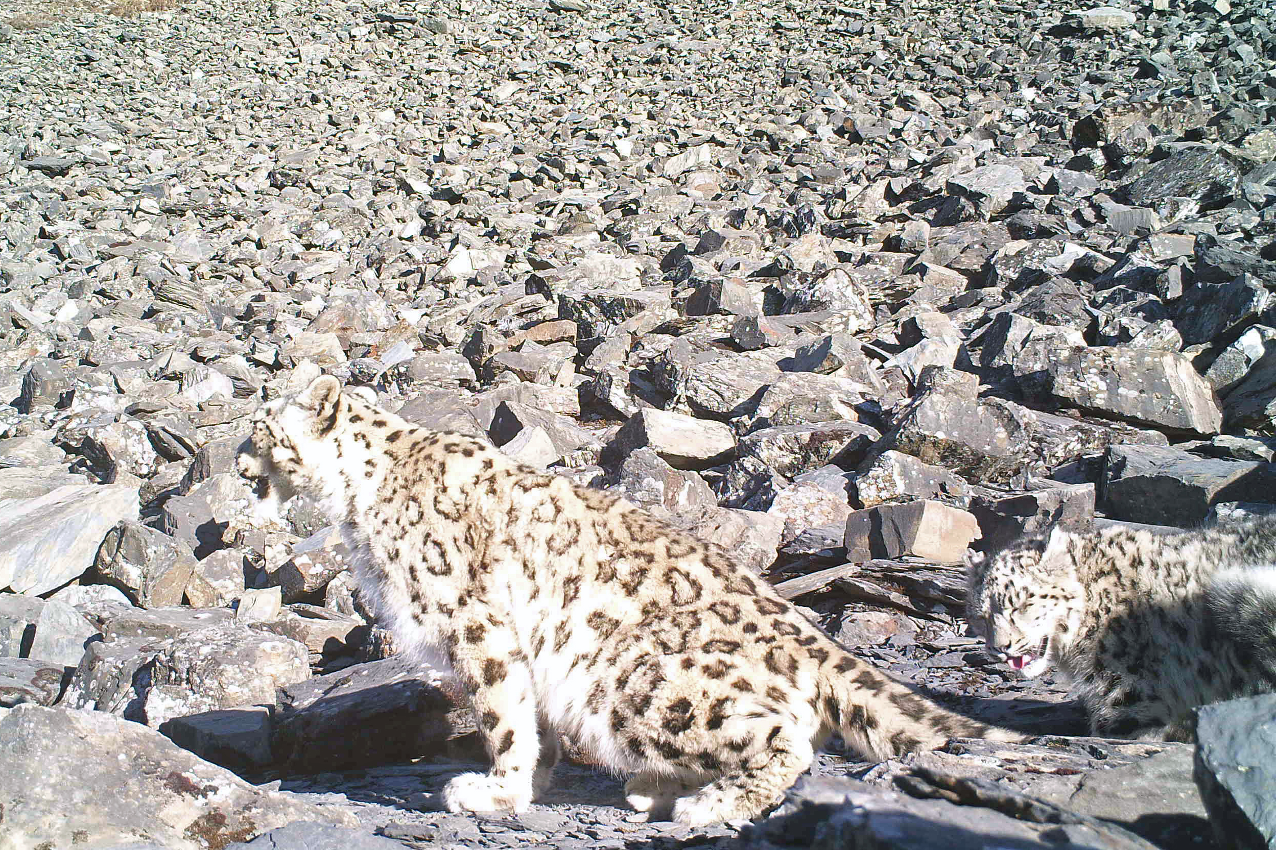Young Village Chief and Snow Leopards - Snow Leopard Conservancy
