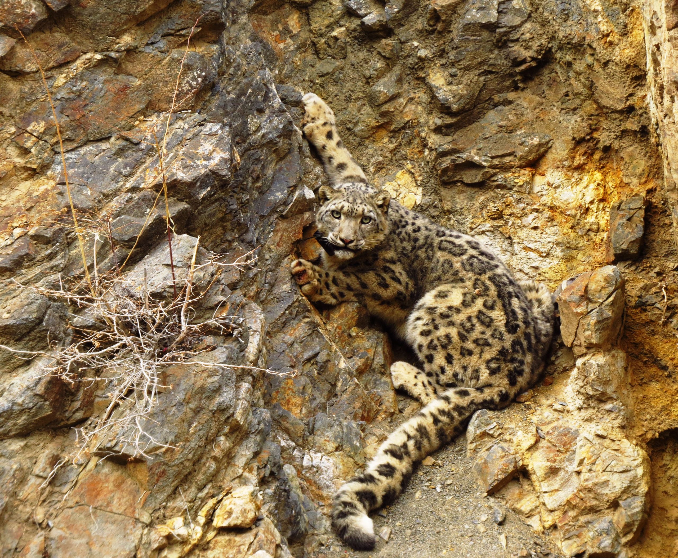 Snow Leopard Radio-Collared in Mongolia - Snow Leopard