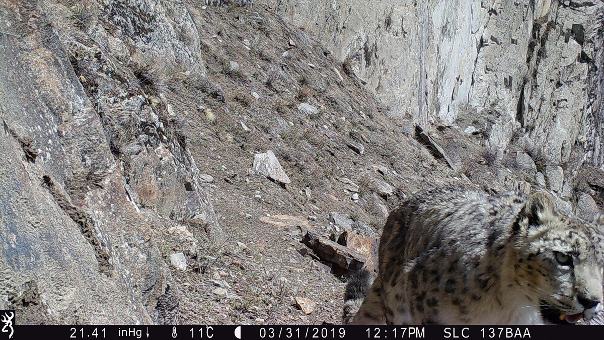 Using Camera Trap Technology to Monitor Snow Leopards - Snow Leopard