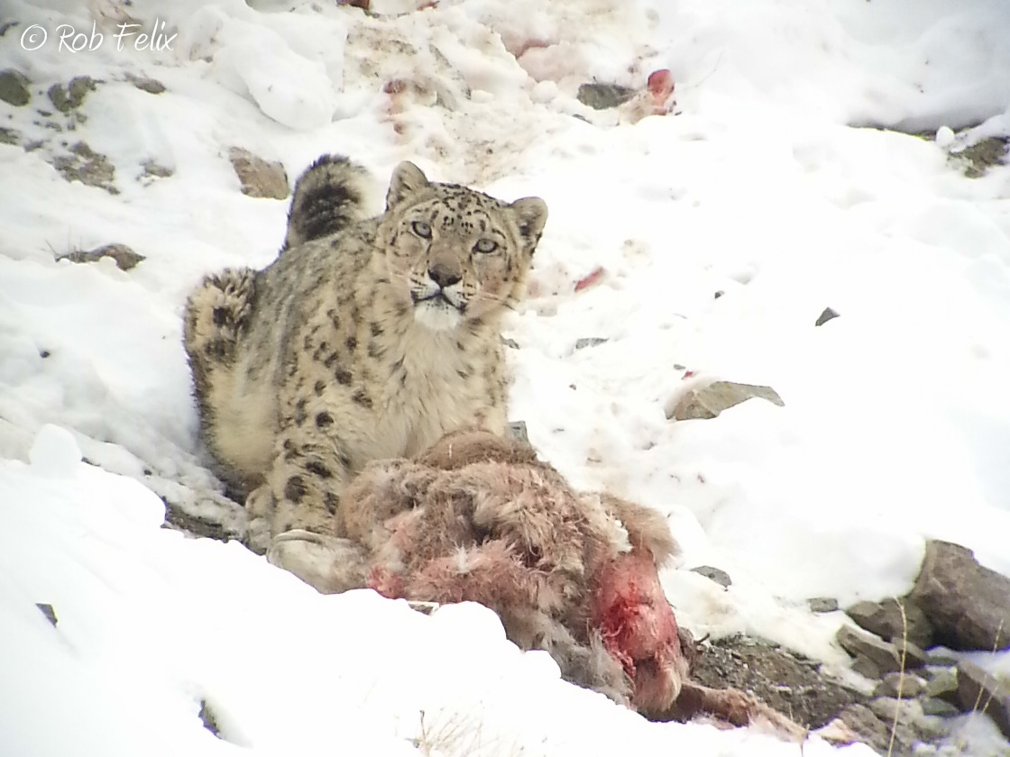 International Snow Leopard Day - Snow Leopard