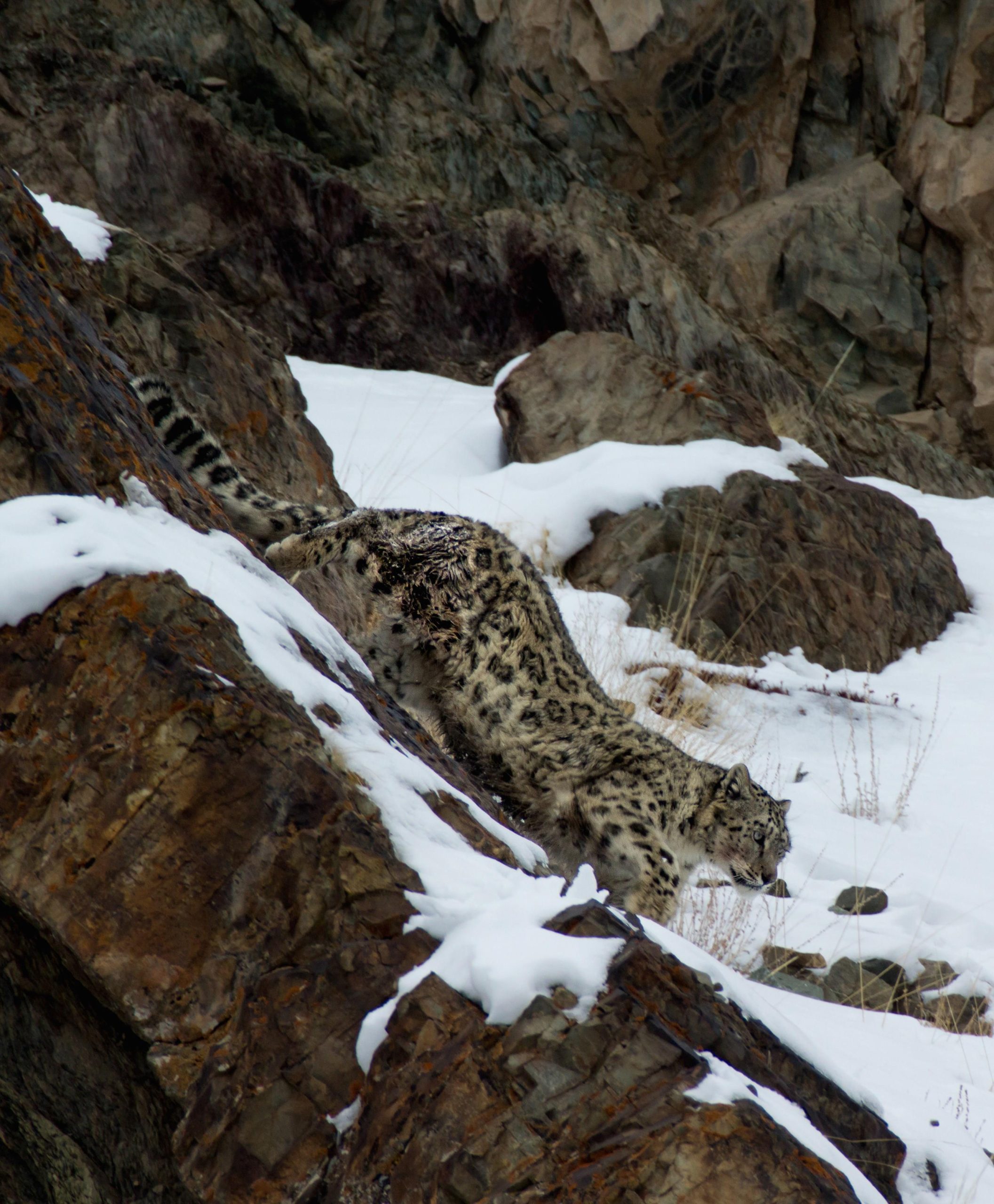 Highlights of 2017 - Snow Leopard Conservancy