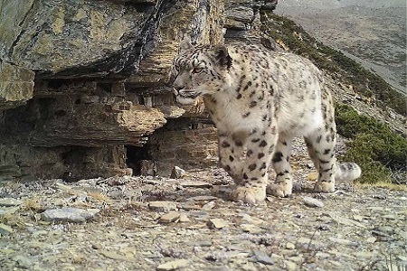 The Snow Leopard Magazine - Snow Leopard Conservancy