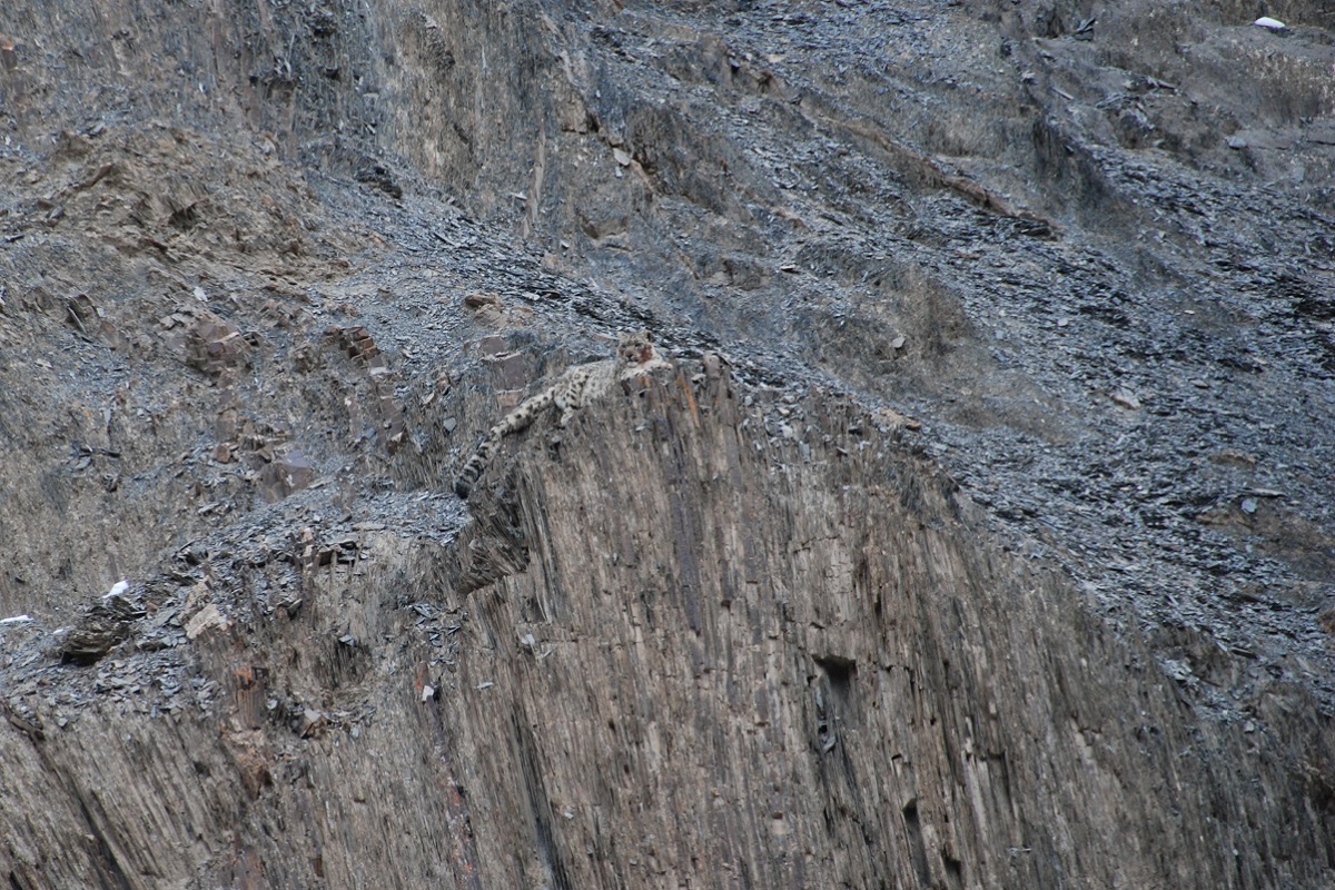 Trekking for Snow Leopards – Ecotourism & Conservation – Snow Leopard