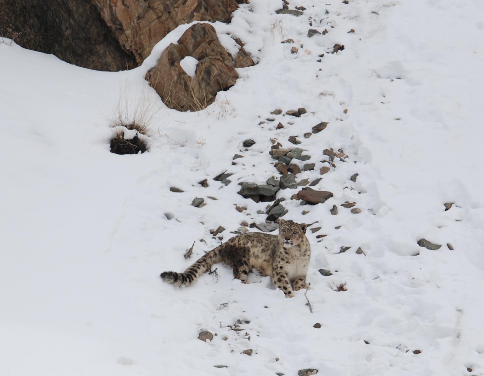 Record breaking snow leopard sightings in Ladakh! - Snow Leopard ...