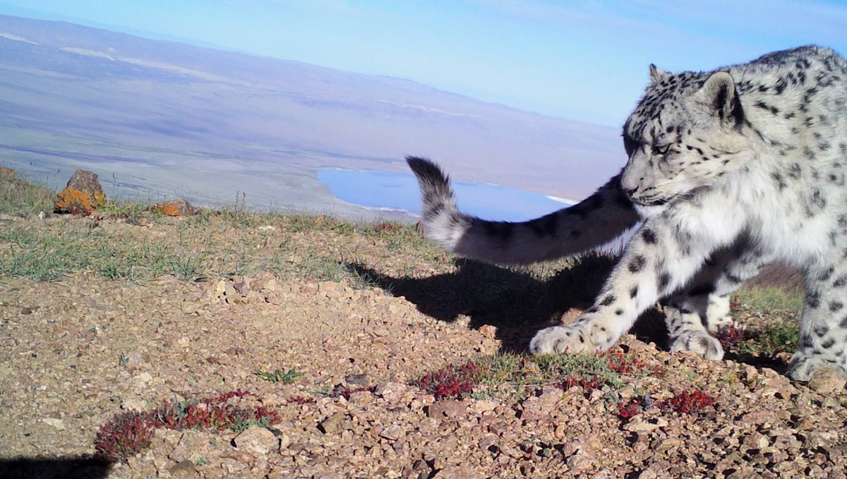 International Snow Leopard Day - Celebrating Snow Leopards From the ...