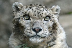 Snow Leopards No Longer Considered "Endangered," But Scientists Urge ...